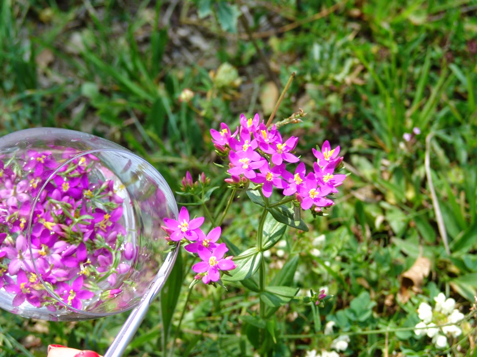 al encuentro con las flores: Centaury - Centaura Menor (Centaurium ...