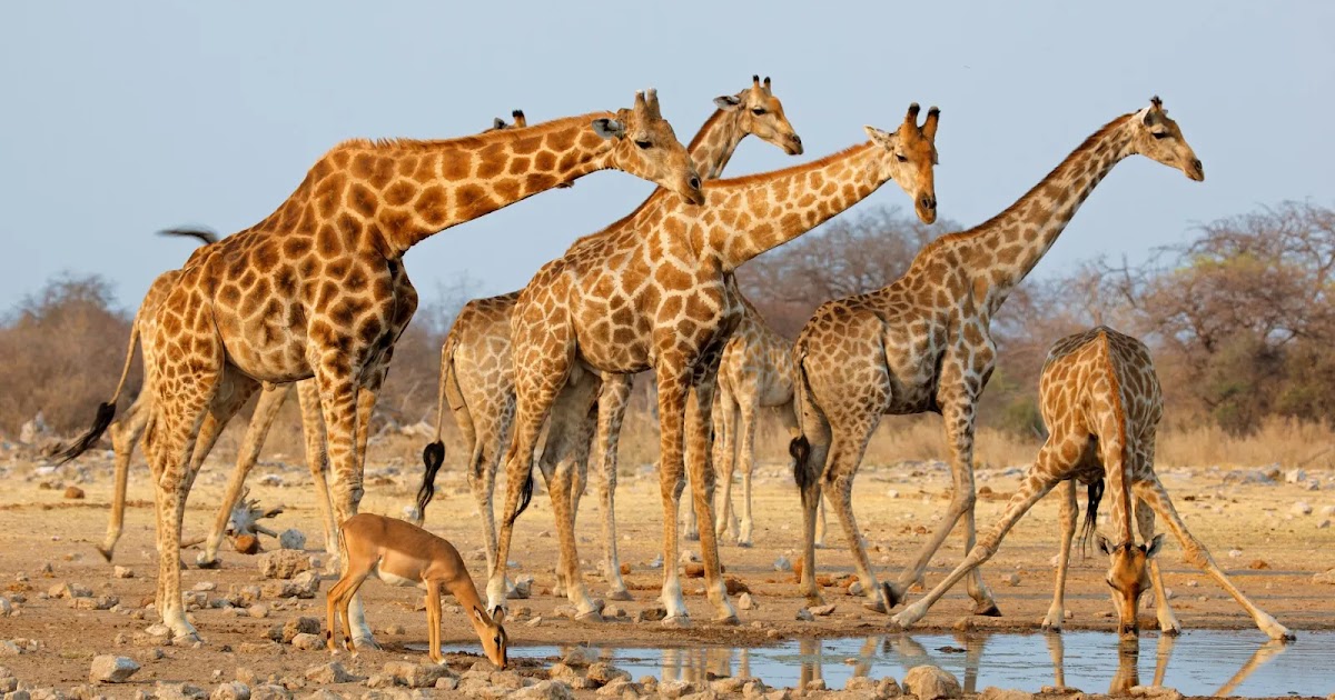 Variados animales salvajes