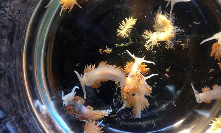 MyAfrica Now: Tsunami carried a million sea creatures from Japan to US ...