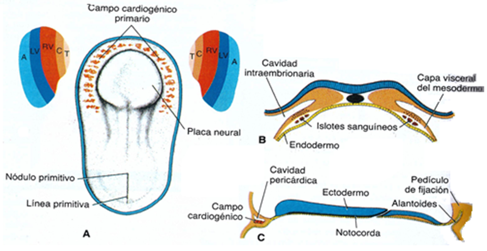 Bienvenidos a Medicina