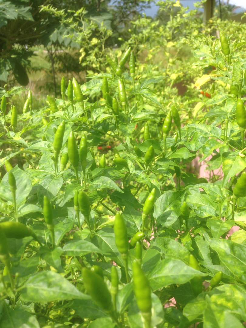 Jom Tanam Sayur ( JTS ) : Pokok Cili Api Kampung @ Capsicum frutescens ...