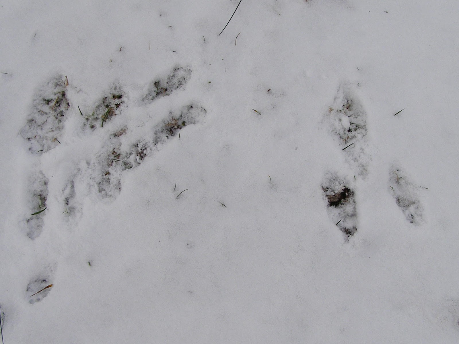 Blue Jay Barrens: A Few Tracks in the Snow