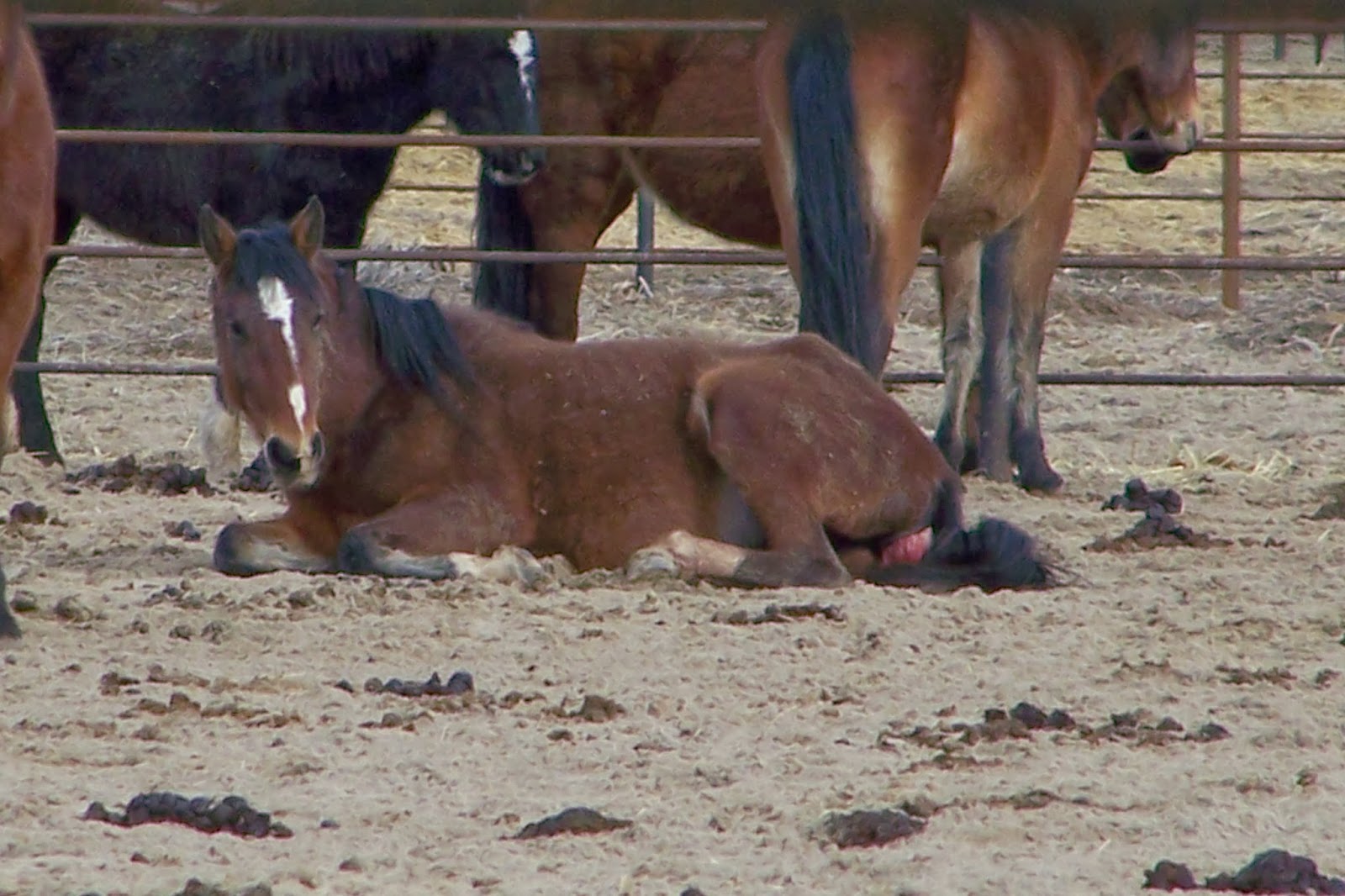 Save the Mustangs: Photos of BLM Roundups