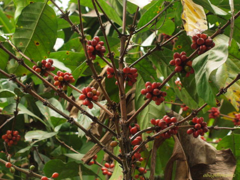 Pure Oxygen Generators: Do you know your coffee enough?