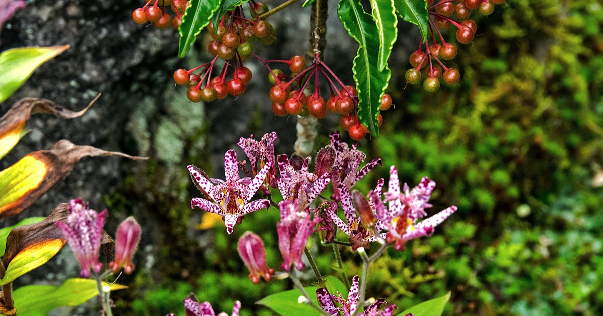 FROM THE GARDEN OF ZEN: Hototogisu (Tricyrtis) flowers: Kaizo-ji