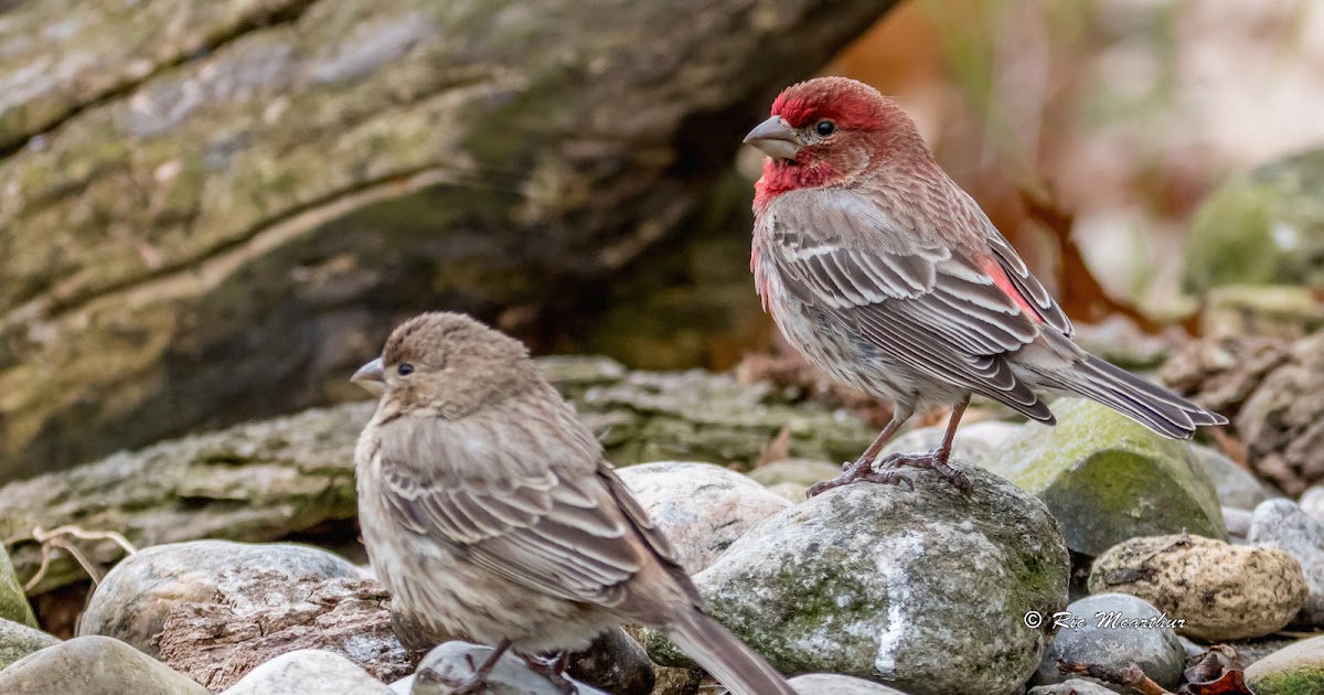 A pair of house finches,