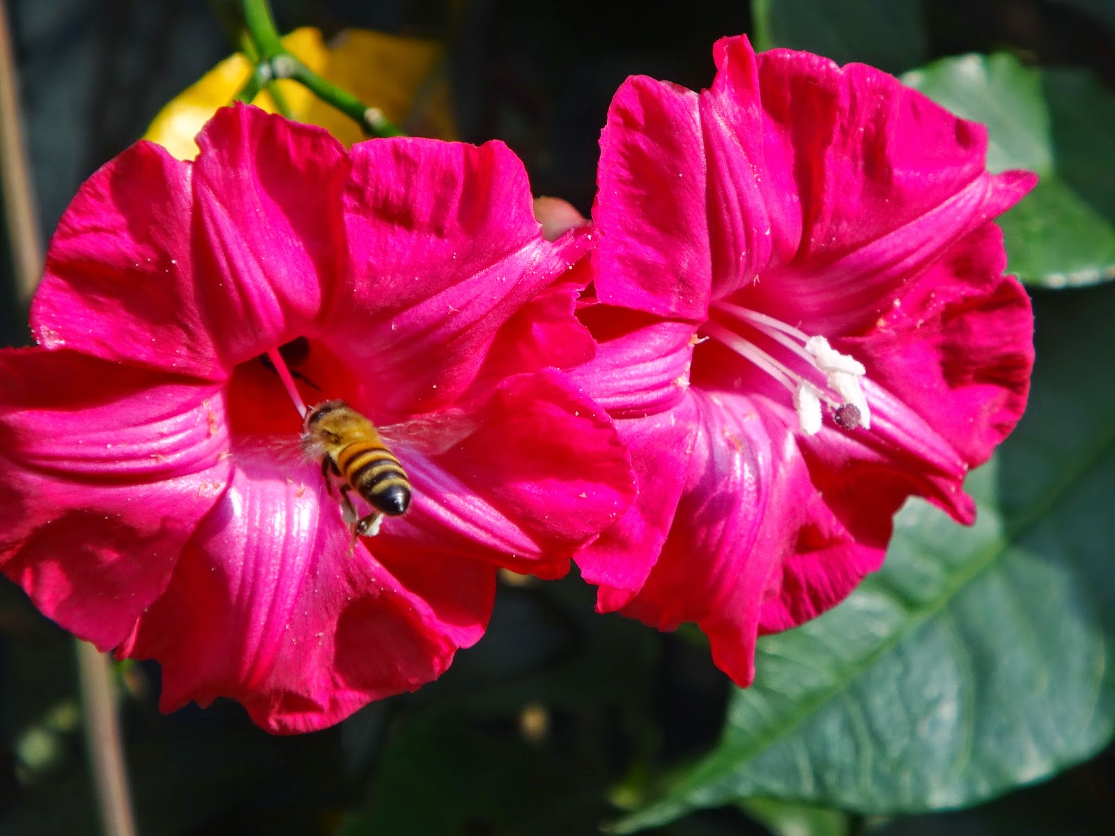 Uma flor por dia: Ipoméia-rubra