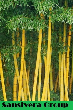 Bambu kuning biasa | Pohon bambu kuning | Tukang Taman