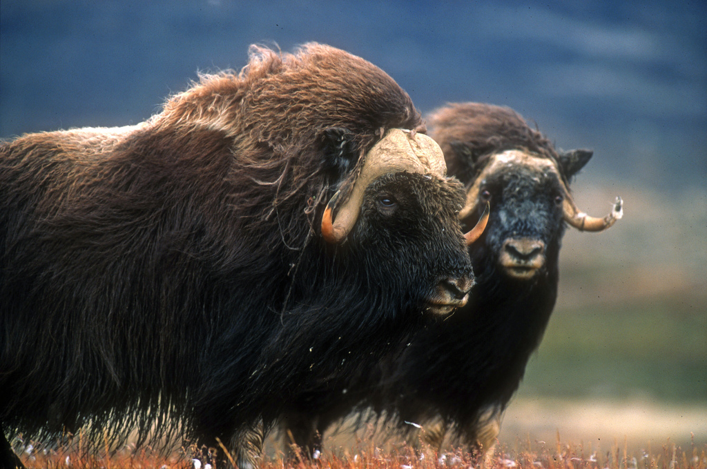The Muskox | Amazing Creature Facts & Photographs | The Wildlife