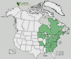 Trees of Christ School: Eastern Hemlock