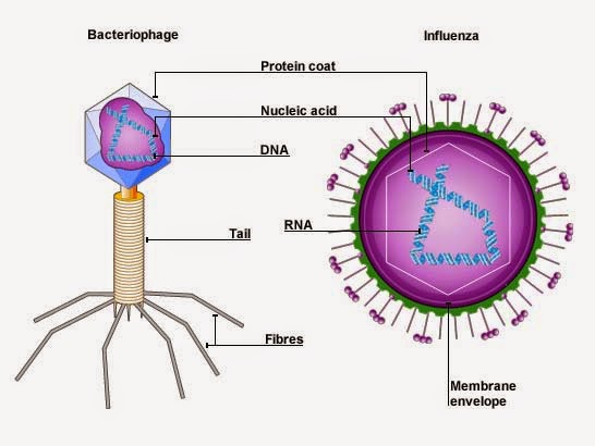 Pengertian, Struktur, Sejarah Penemuan Virus - Pengertian dan Penjelasan