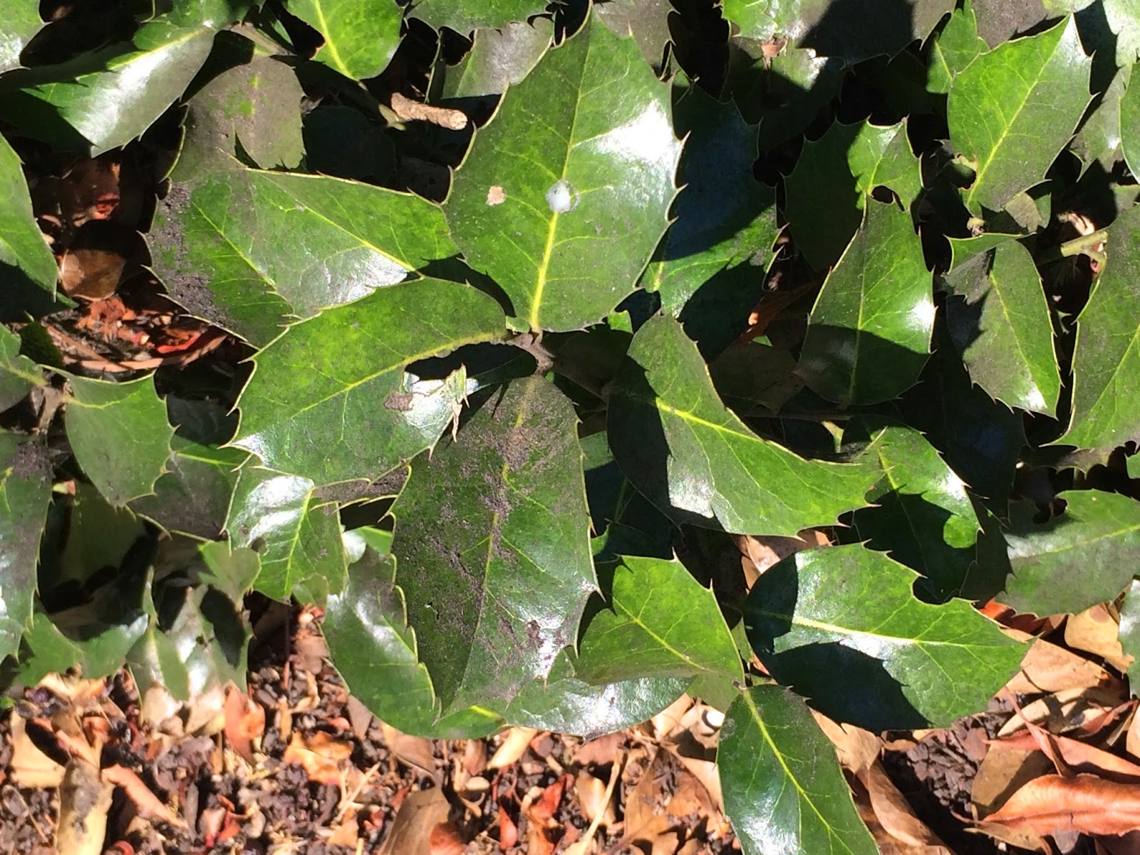 Trees of Santa Cruz County: Ilex X altaclerensis 'WIlsonii'- Wilson Holly