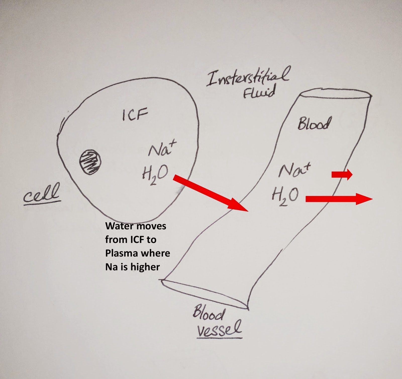 Histology Slides Database: Hypernatremic dehydration physiology