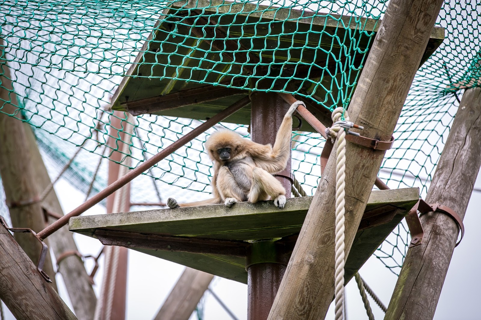 The heritage year: Durrell - Jersey Zoo