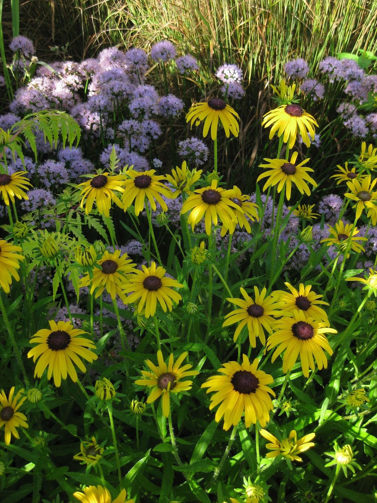 Rotary Botanical Gardens - Hort Blog: Thursday Planting & Primping