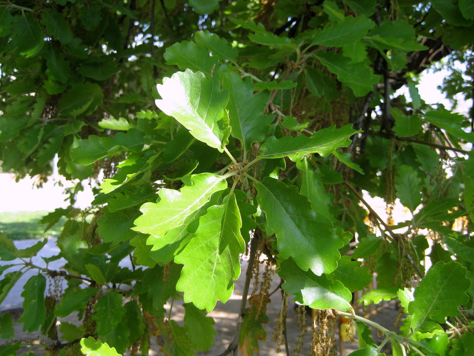 Árboles con alma: Roble pubescente. Roure Martinenc. (Quercus humilis)