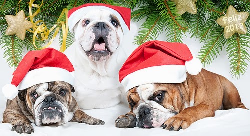 Santa Puppy: 25 Dogs That Want The Job!