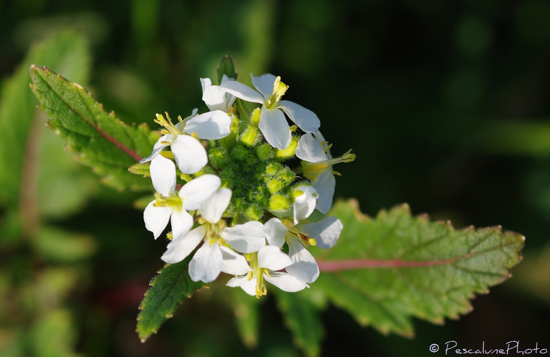 Flore de Camargue: Diplotaxis erucoides, Diplotaxis fausse roquette