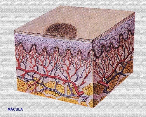 Aprendiendo estética: La piel y sus patologías.