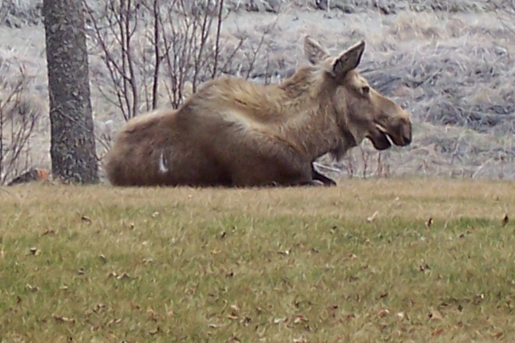 Beaver Creek Cabins & Guide Service: Of Moose and Men