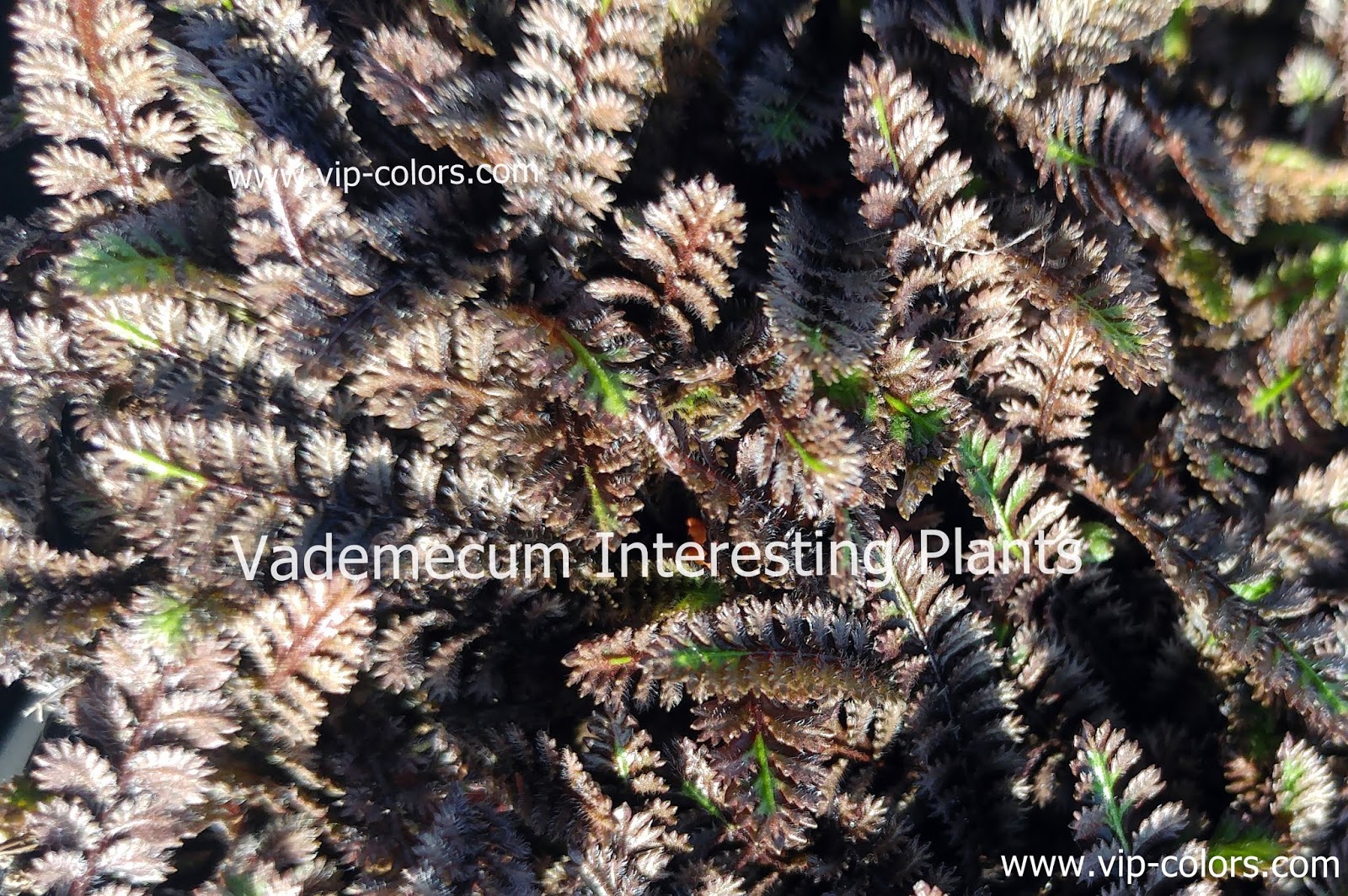 Vademecum Interesting Plants: Leptinella squalida - Leptinella ...