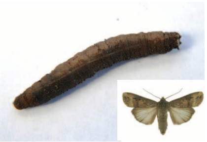 Agrotis ipsilon, insecto plaga en hortalizas