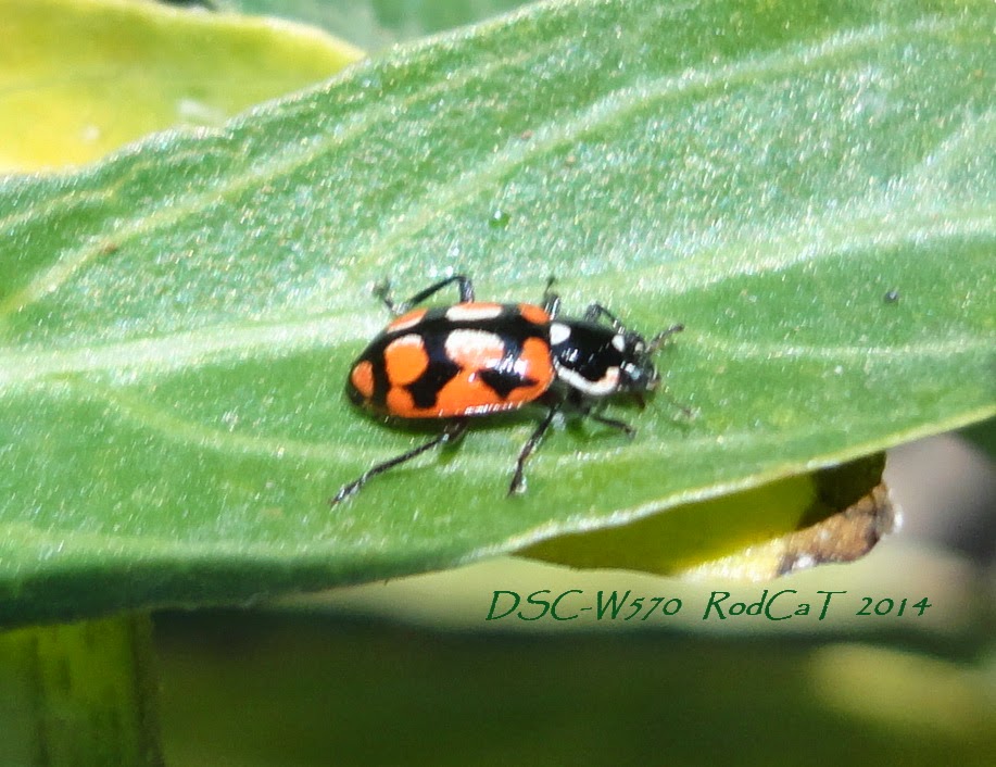 Bichos en Antofagasta: Catitas o Chinitas: Eriopis connexa chilensis ...