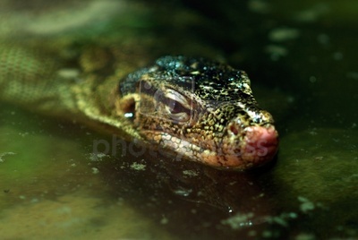 Locuri si destinatii de vacanta: Jungla Amazoniana