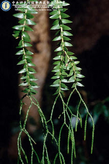 gambar: Lycopodium phlegmaria