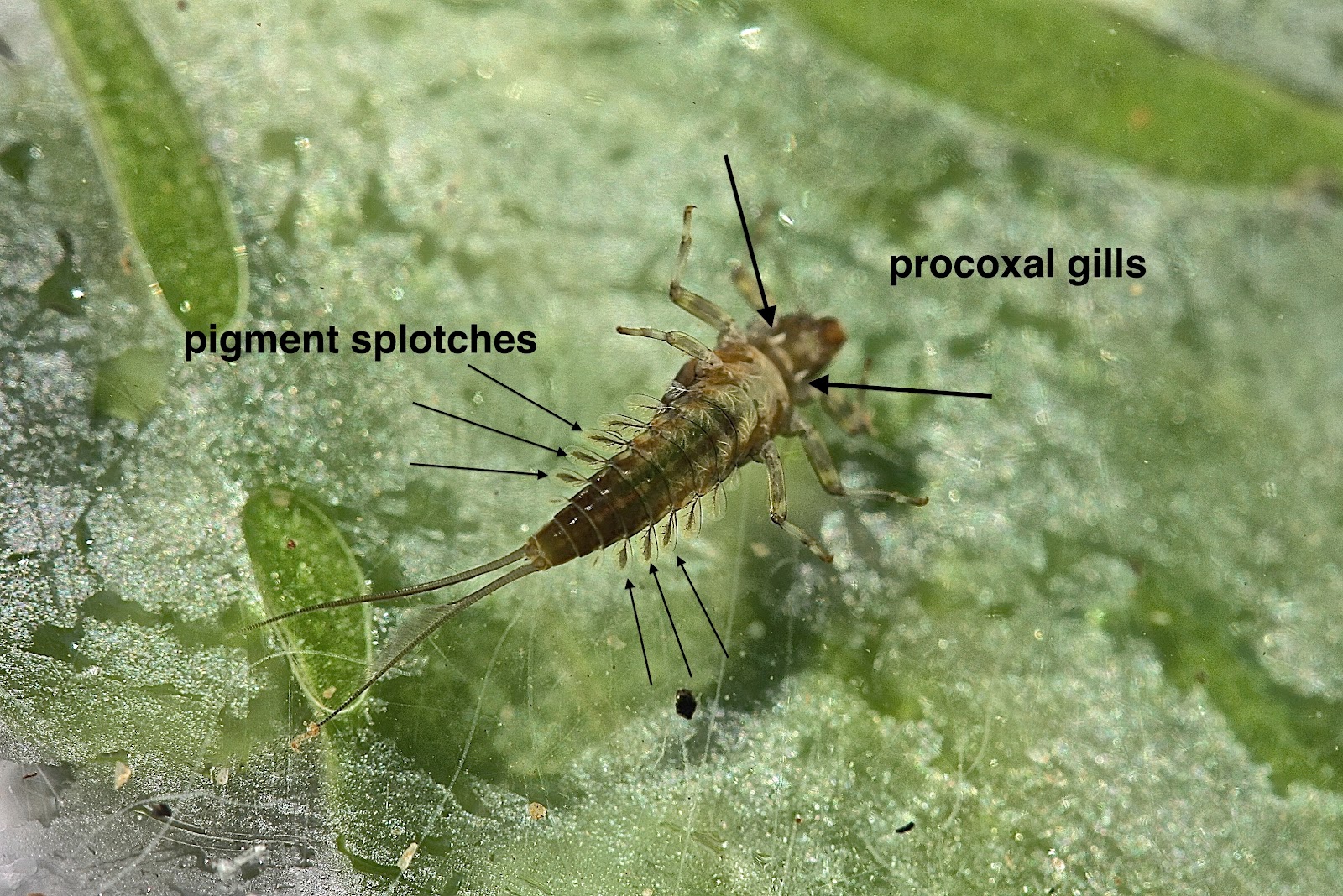 Aquatic Insects of Central Virginia: Back to the Rivanna: Lots of ...