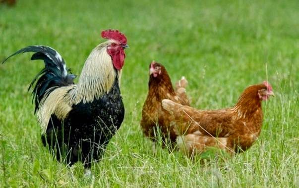 muerte de la historia: Cat de multe nu stim despre gaini