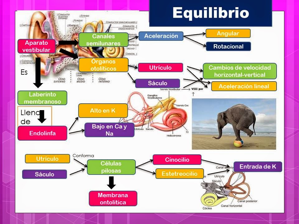 Blog de evidencias de fisiologia Medica de Bryanda Eriacema Higuera ...