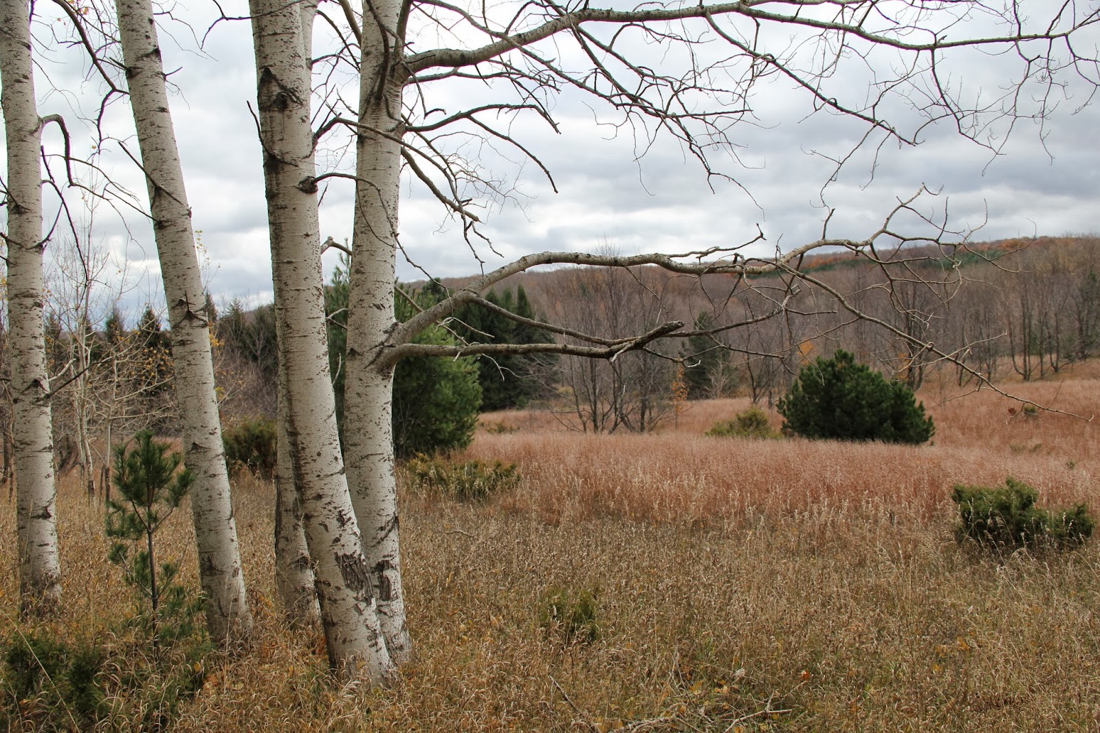 Isabella Conservation District Environmental Education Program ...