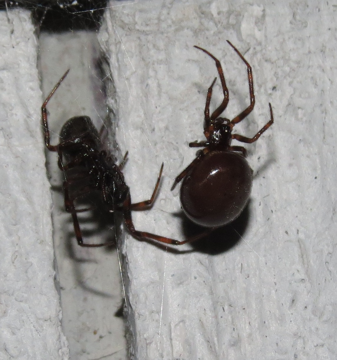 Bug Eric: One Night, One House, Seventeen Spider Species