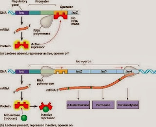 Jasmine's Biology Blog : Operon System