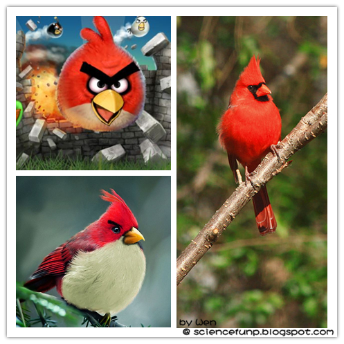 Northern Cardinal Angry Bird