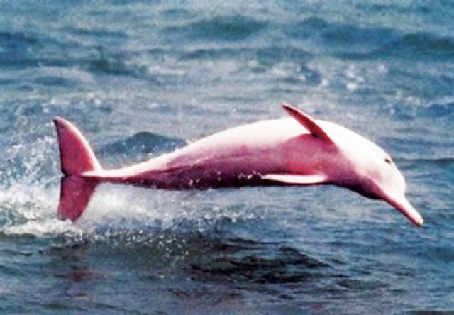 Dolphin-Delfin: Delfin Rosado