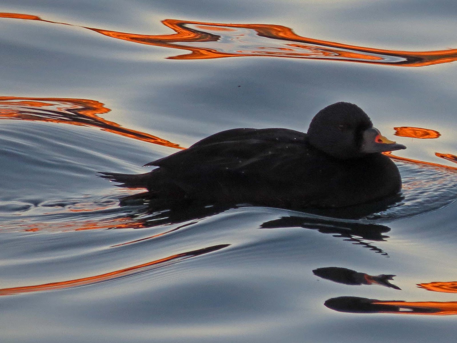 EXTREME BIRDWATCHING: NEGRÓN COMÚN (Melanitta nigra)