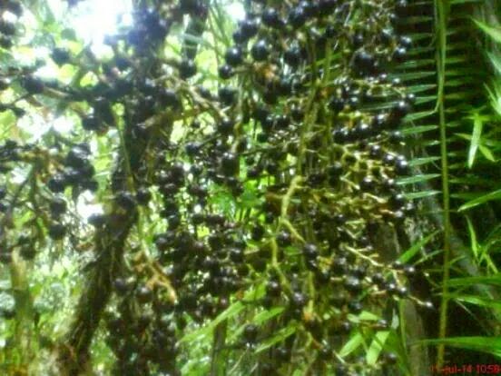 JERNANG (Daemonorops.Sp)