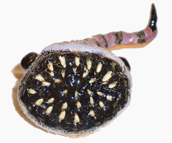 Aberrant Ceramics: Purple Worm 4