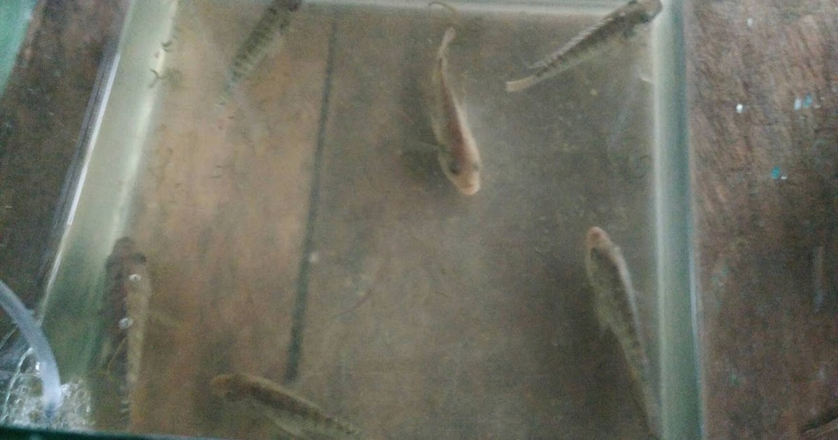 Jurnal Parasit dan Penyakit Ikan