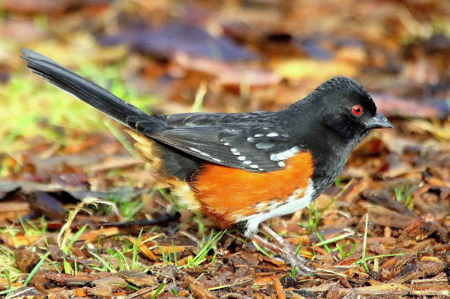BARRY the BIRDER: Spotted Towhee and Eastern Towhee