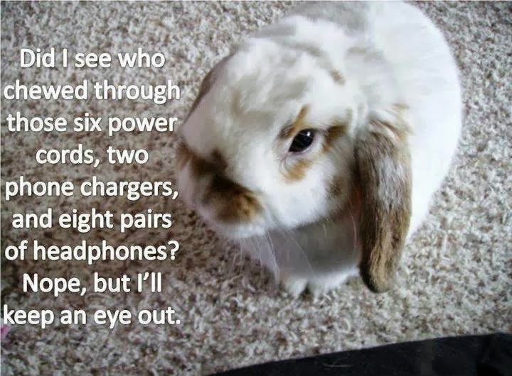 Rabbit Ramblings: Bunny Monday Meme*Day (Chew)