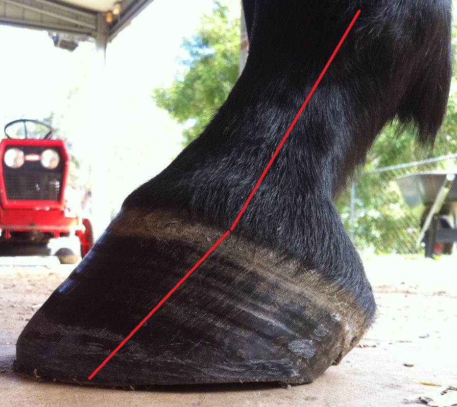 The Glorious Hoof: 2011