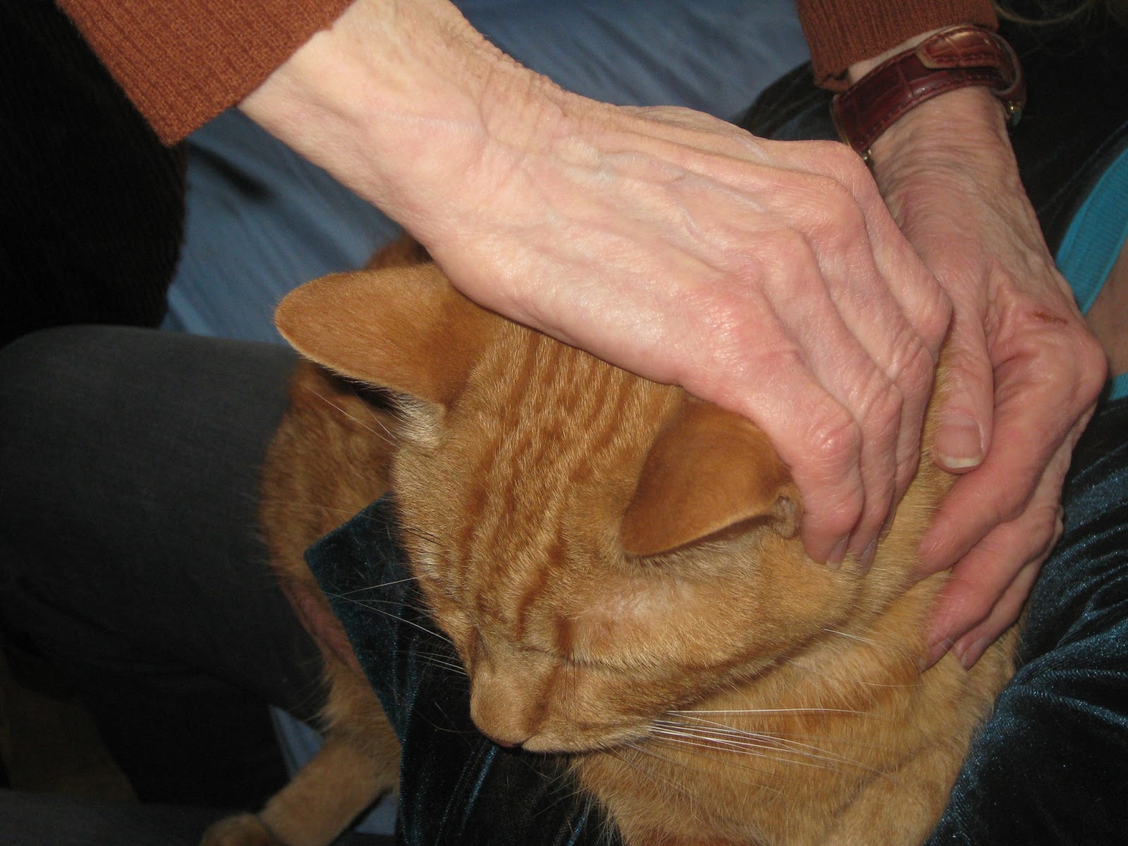 Carole Wilbourn - Cat Therapist / Reiki Practitioner: April 2013