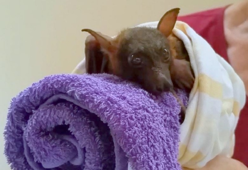 Little Red Megabat barbed wire rescue, Flying Fox, Fruit Bat