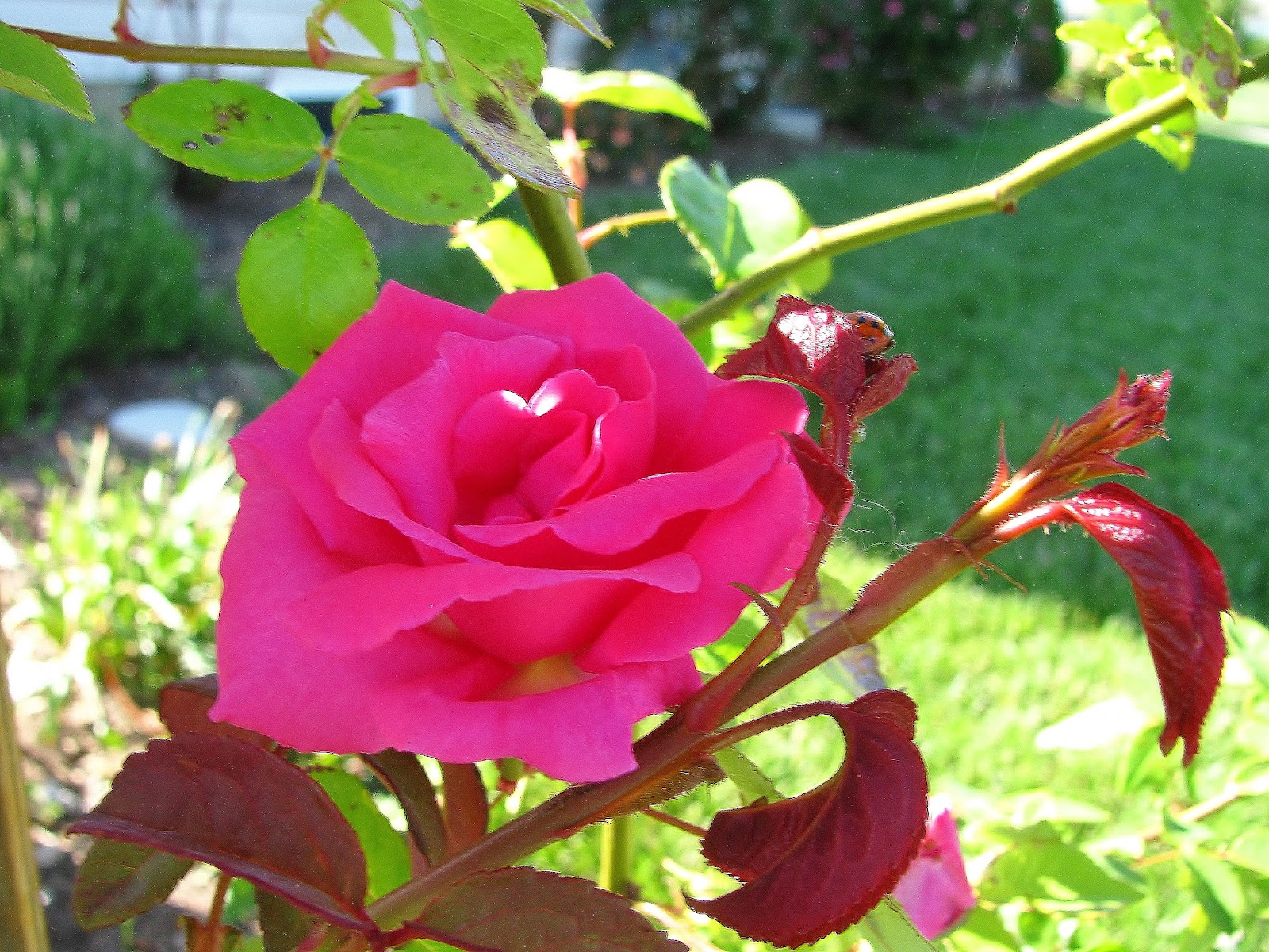 Life In Robin's Nest: Rose Report from Robin