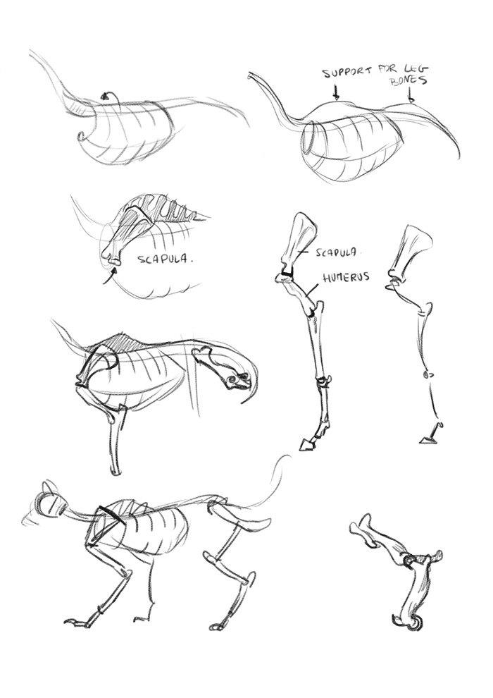 Let's Storyboard: STUDY: 4 Legged Animals