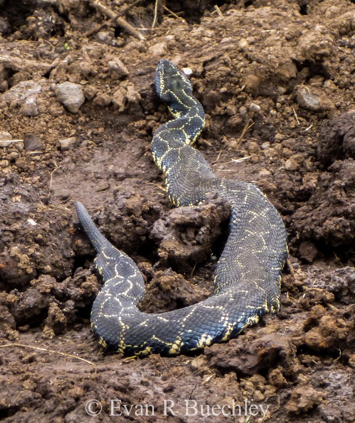 Species New to Science: [Herpetology • 2016] Bitis harenna • A New ...