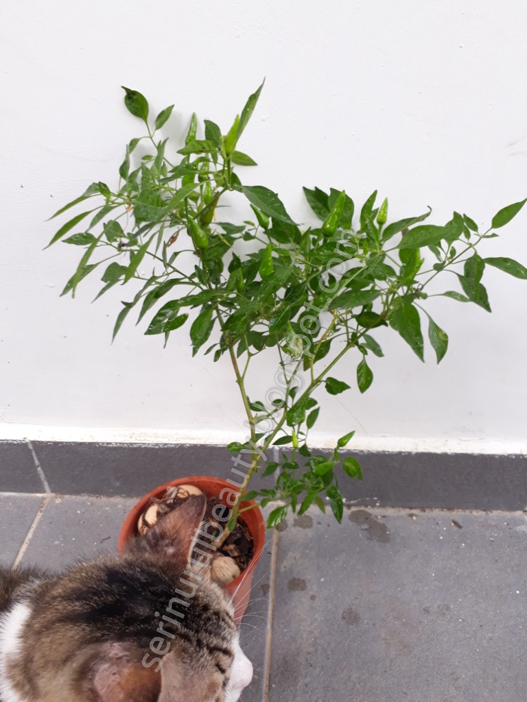 Healthy Nurul Beauty: The look of my organic cili padi (chili pepper ...